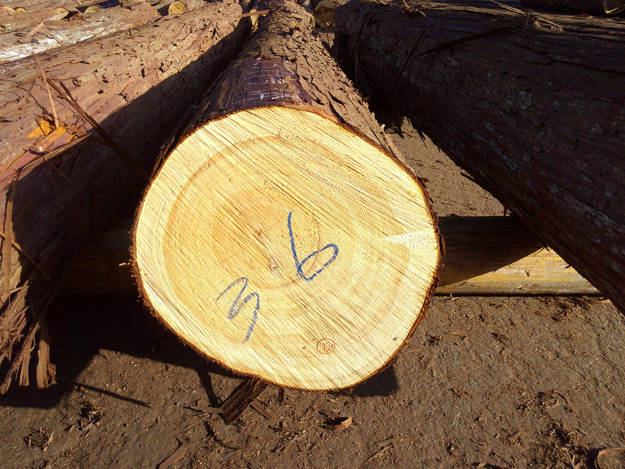 吉野木材協同組合連合会｜優良材、大径木、100年超級の吉野杉・吉野桧の原木がそろう市場です。