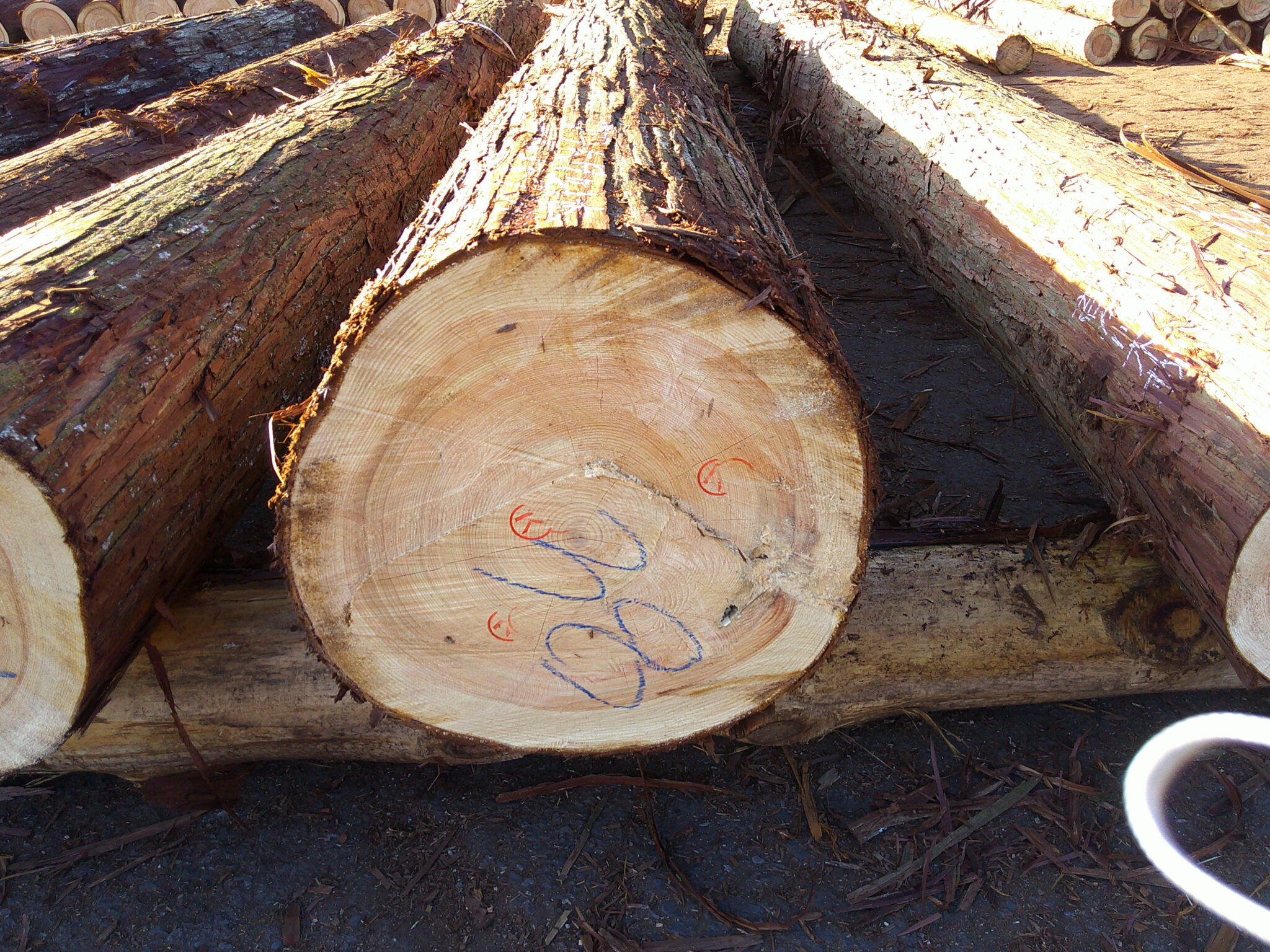 吉野木材協同組合連合会｜優良材、大径木、100年超級の吉野杉・吉野桧の原木がそろう市場です。