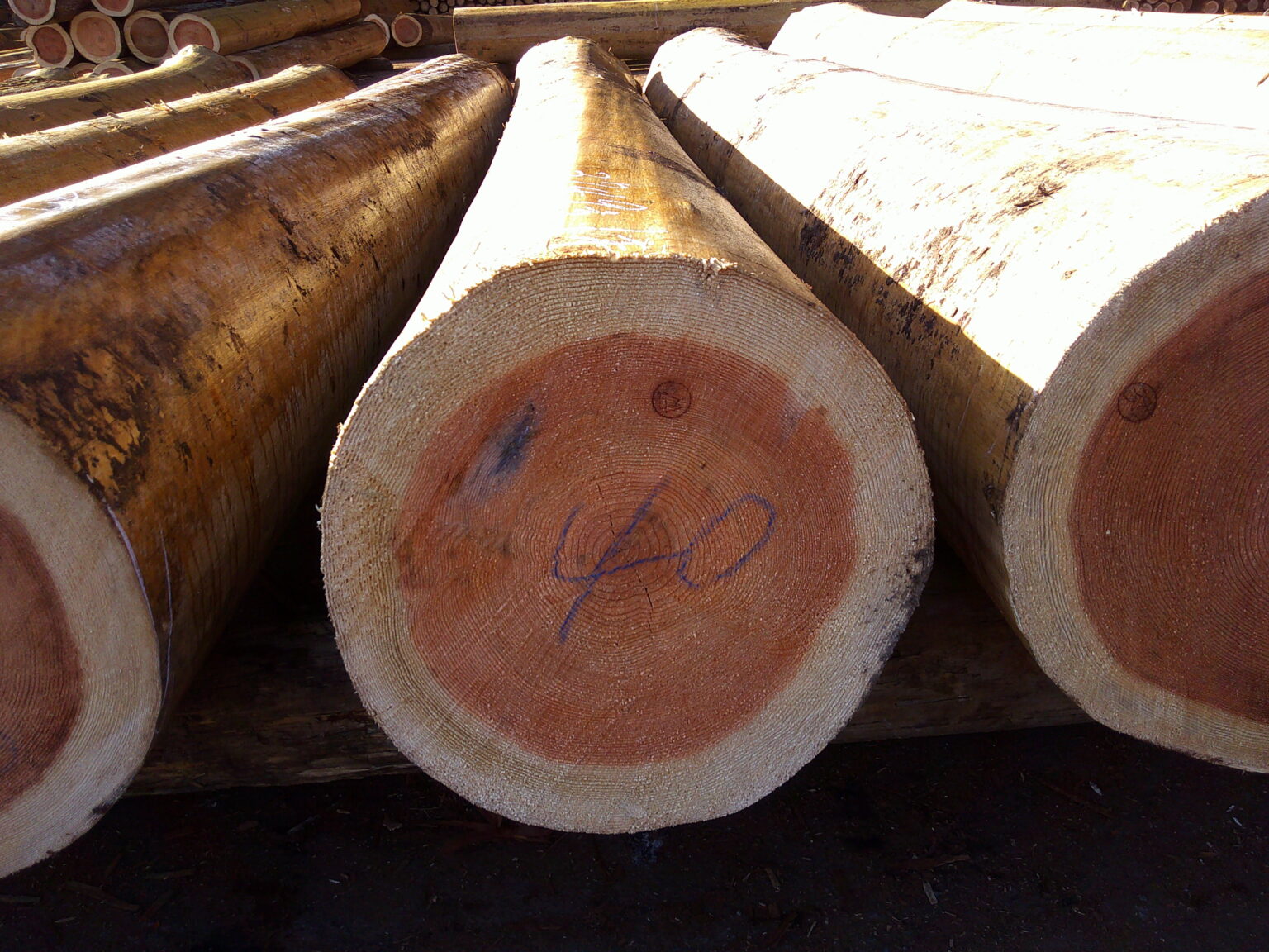 吉野木材協同組合連合会｜優良材、大径木、100年超級の吉野杉・吉野桧の原木がそろう市場です。