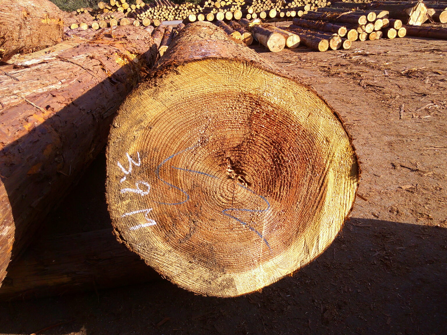吉野木材協同組合連合会｜優良材、大径木、100年超級の吉野杉・吉野桧の原木がそろう市場です。